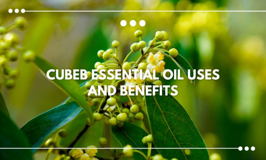 Cubeb Essential Oil Uses and Benefits – BALM Aromatherapy