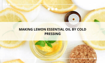 How to Make Lemon Essential Oil: 2 Methods – BALM Aromatherapy